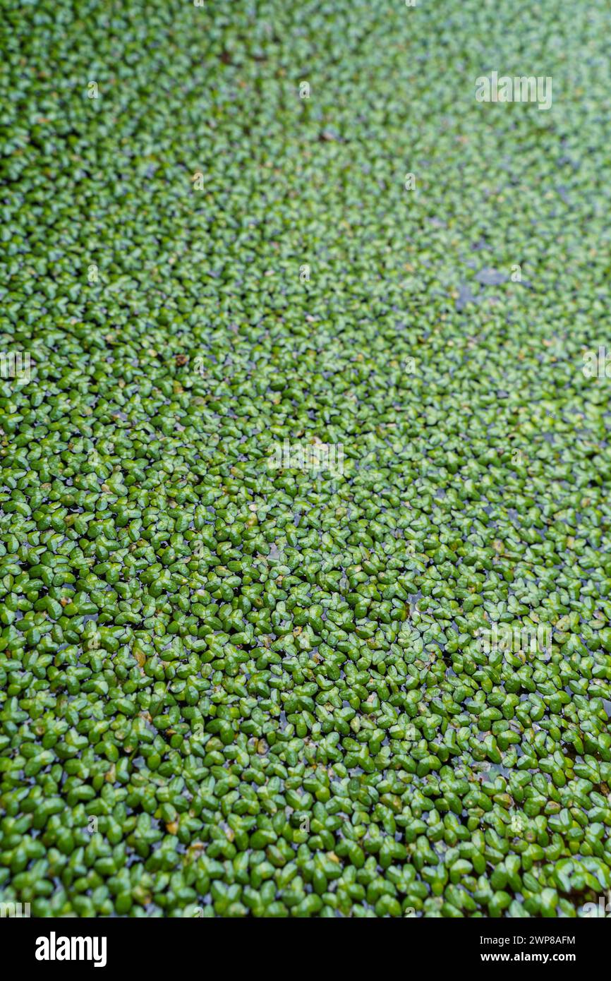 Wolffia hi-res stock photography and images - Alamy