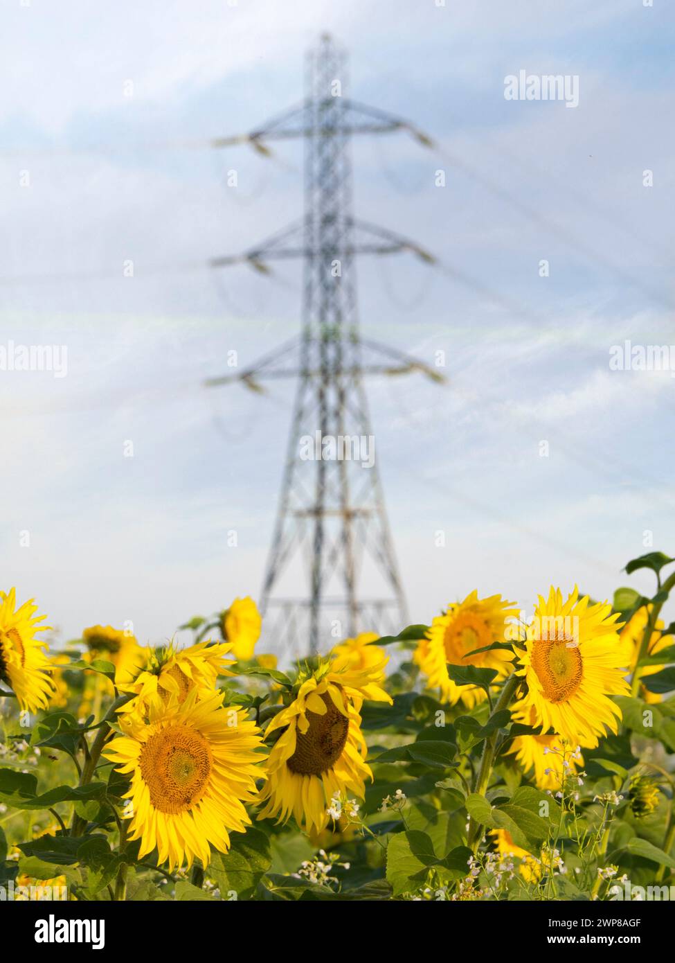 Sunflowers put on a spectacular show every late summer throughout ...