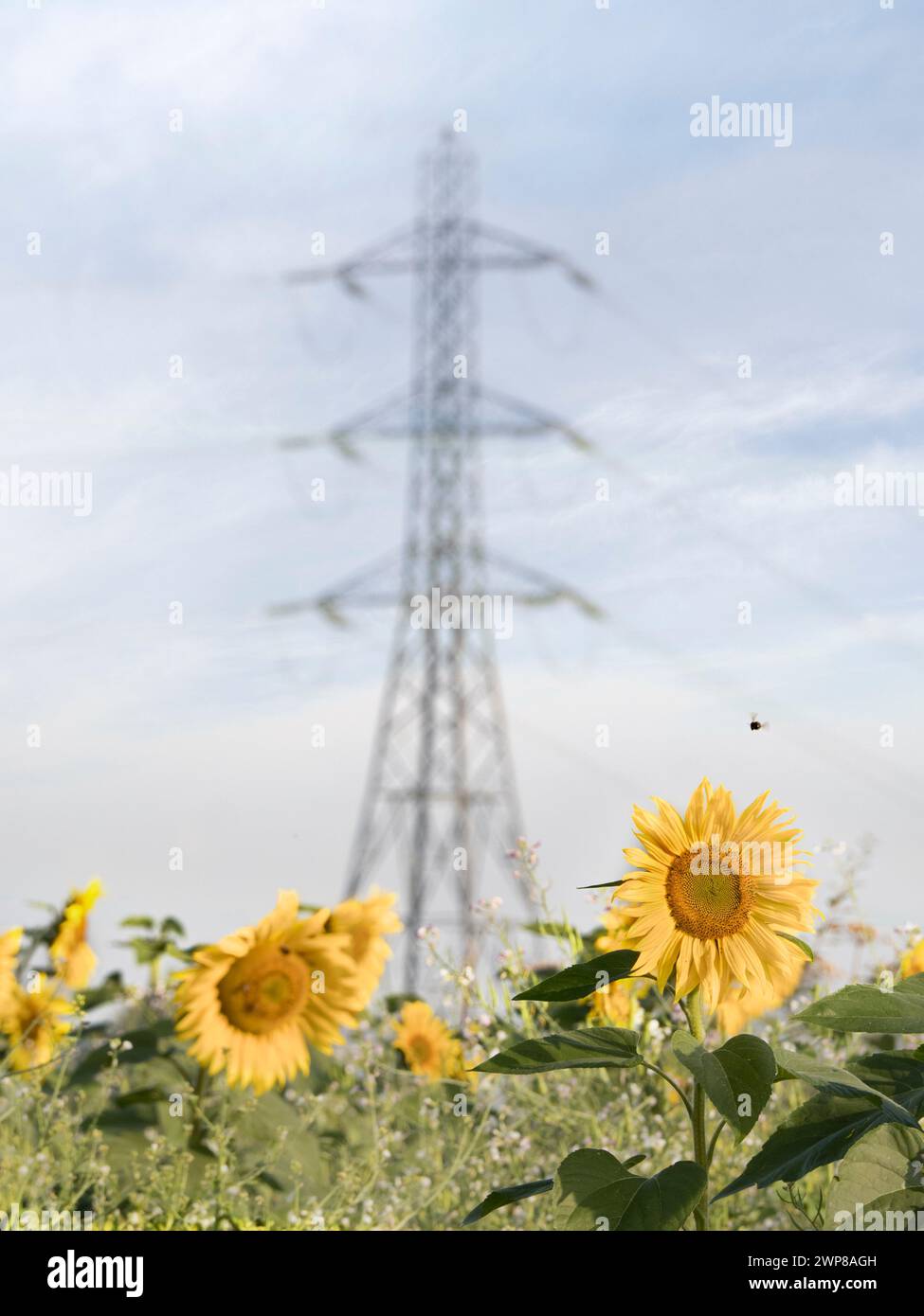 Sunflowers put on a spectacular show every late summer throughout ...