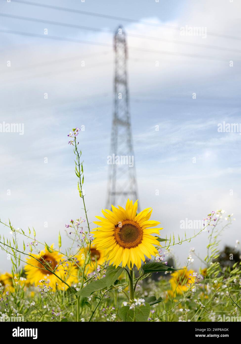 Sunflowers put on a spectacular show every late summer throughout ...
