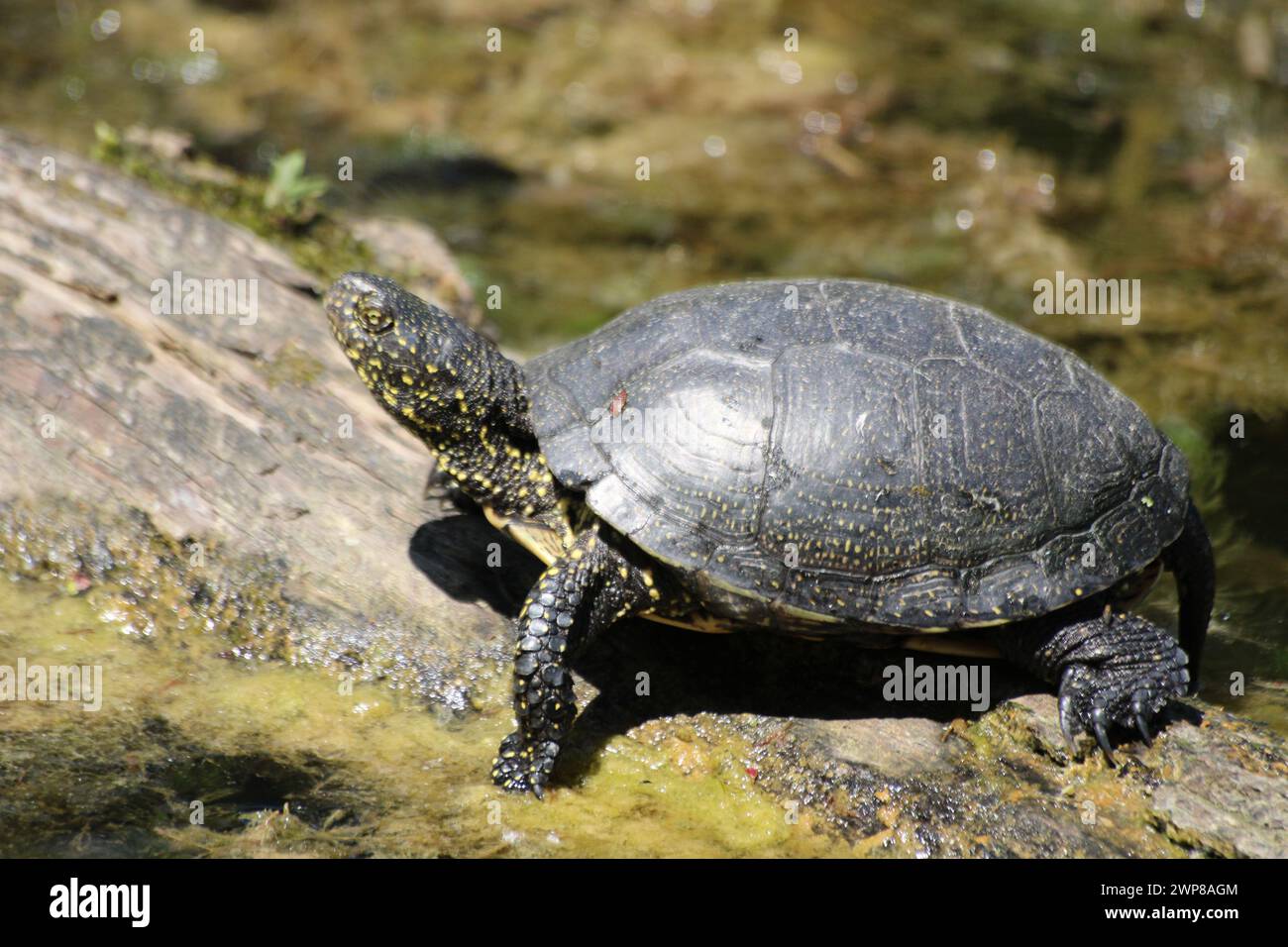 Swamp turtle sidewards Stock Photo - Alamy
