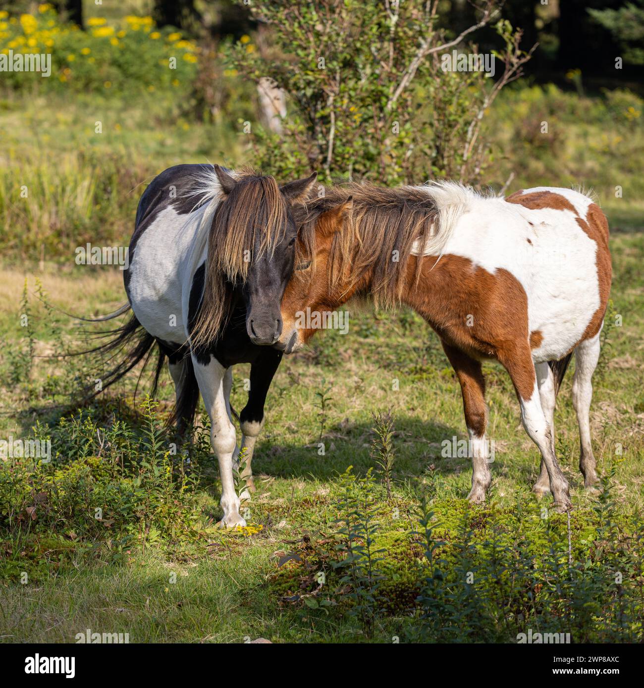 Wild ponies at Grayson Highlands, Virginia. Appalachian Trail Stock ...