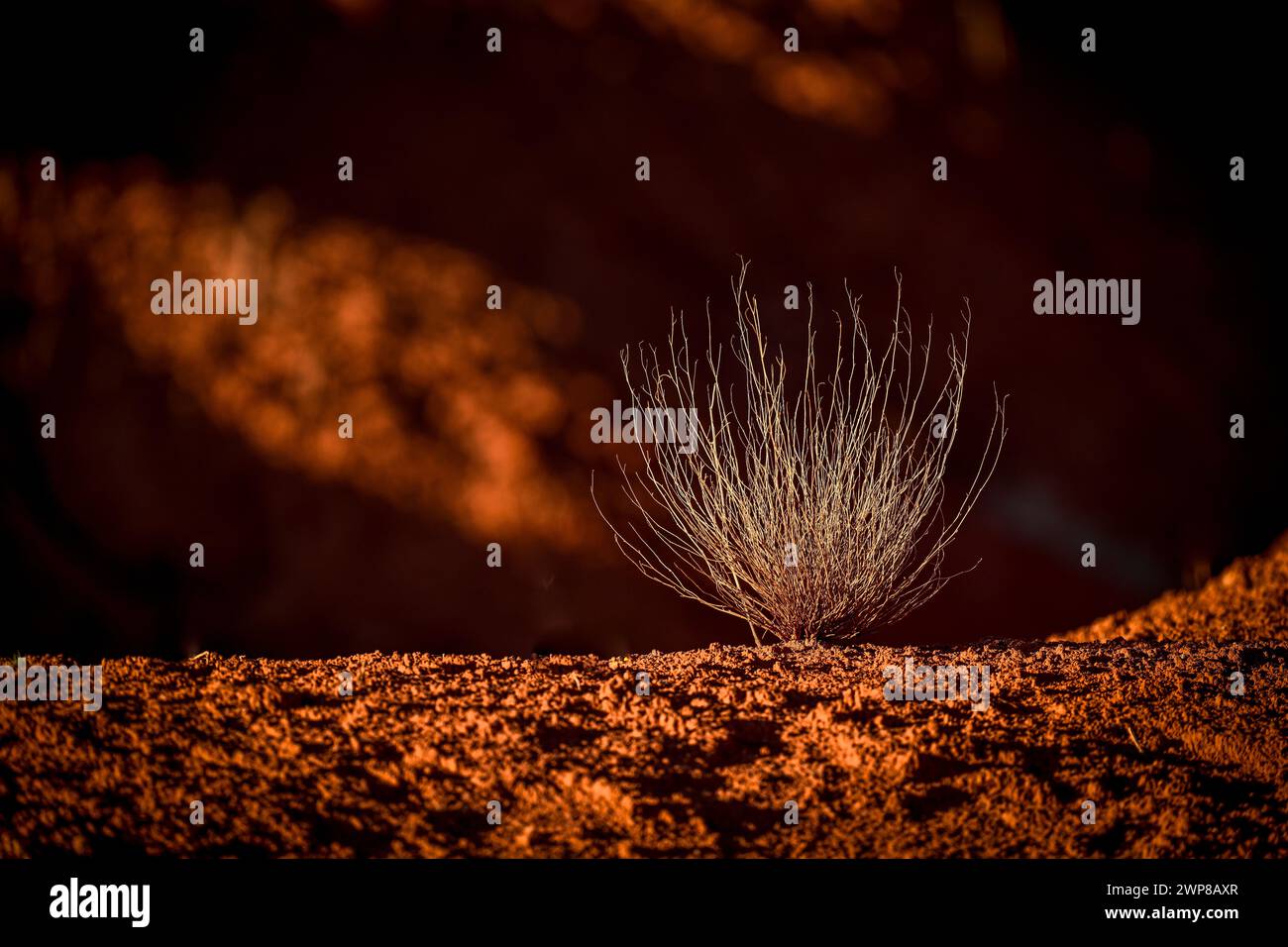Desert tumbleweed hi-res stock photography and images - Alamy