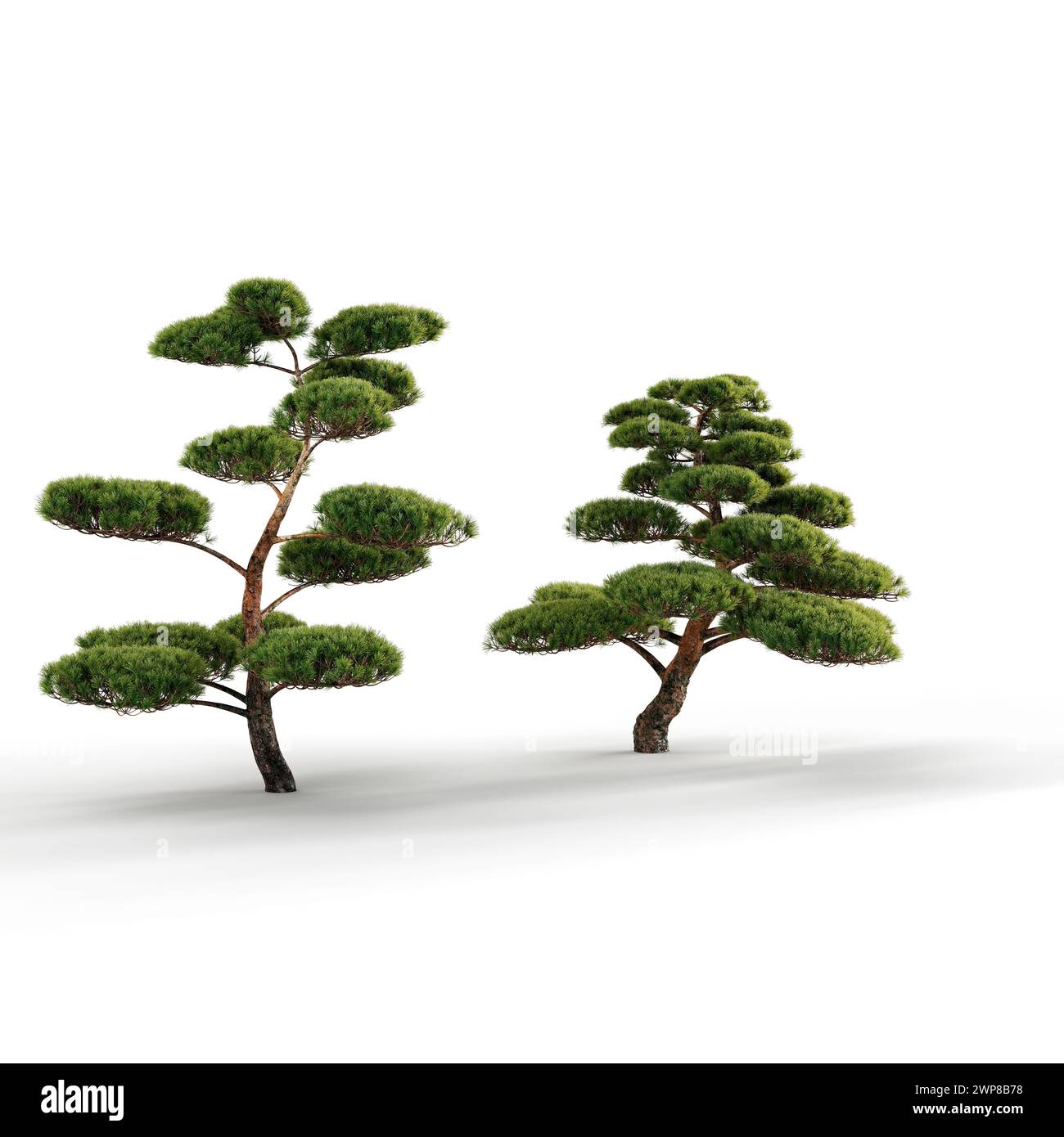 A 3D render of bonsai trees isolated on a white background Stock Photo ...