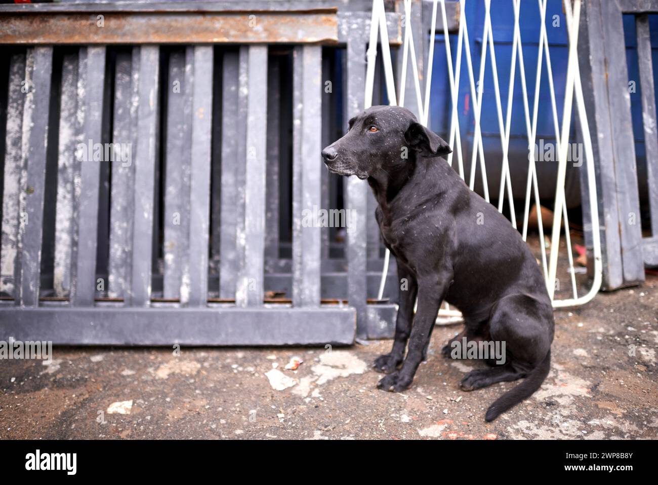 Outdoor, street and abandoned dog with sad look in homeless, lost and ...