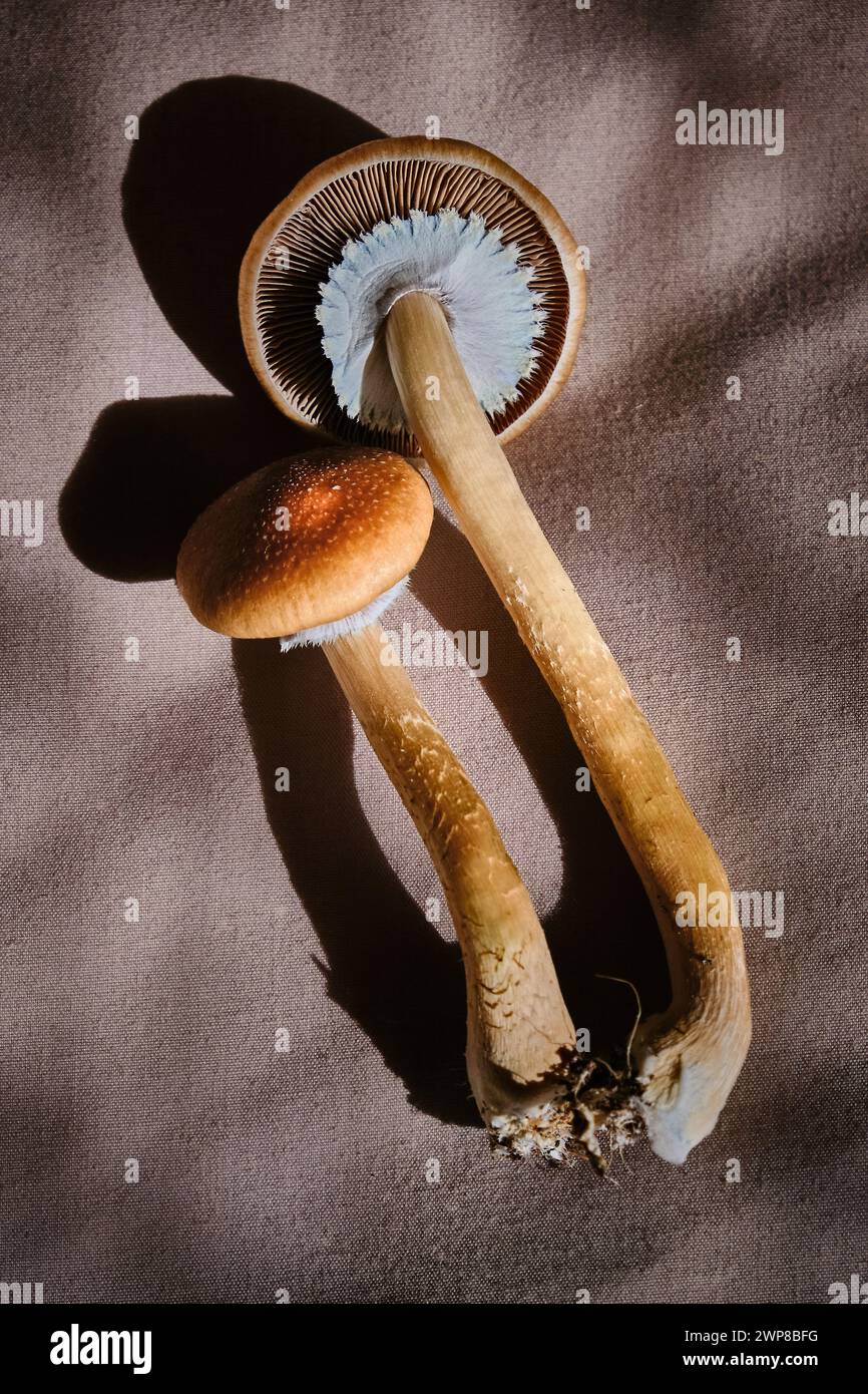 Psilocybe cubensis hi-res stock photography and images - Alamy