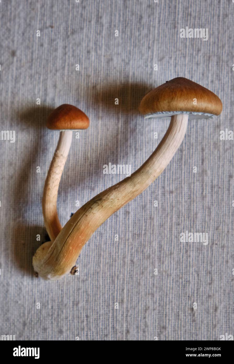 Psilocybe cubensis. Magic mushroom. Entheogen. Used ritually and ...