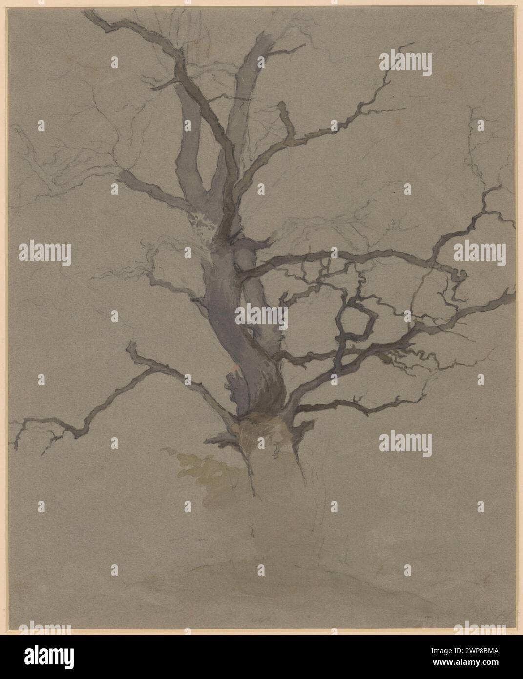 Study of a leafless tree by Julius Scholtz (1825-1893) created 1865 ...