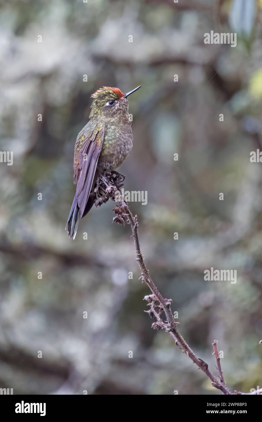 Female Rainbow-bearded Hummingbird in Colombia South America Stock ...