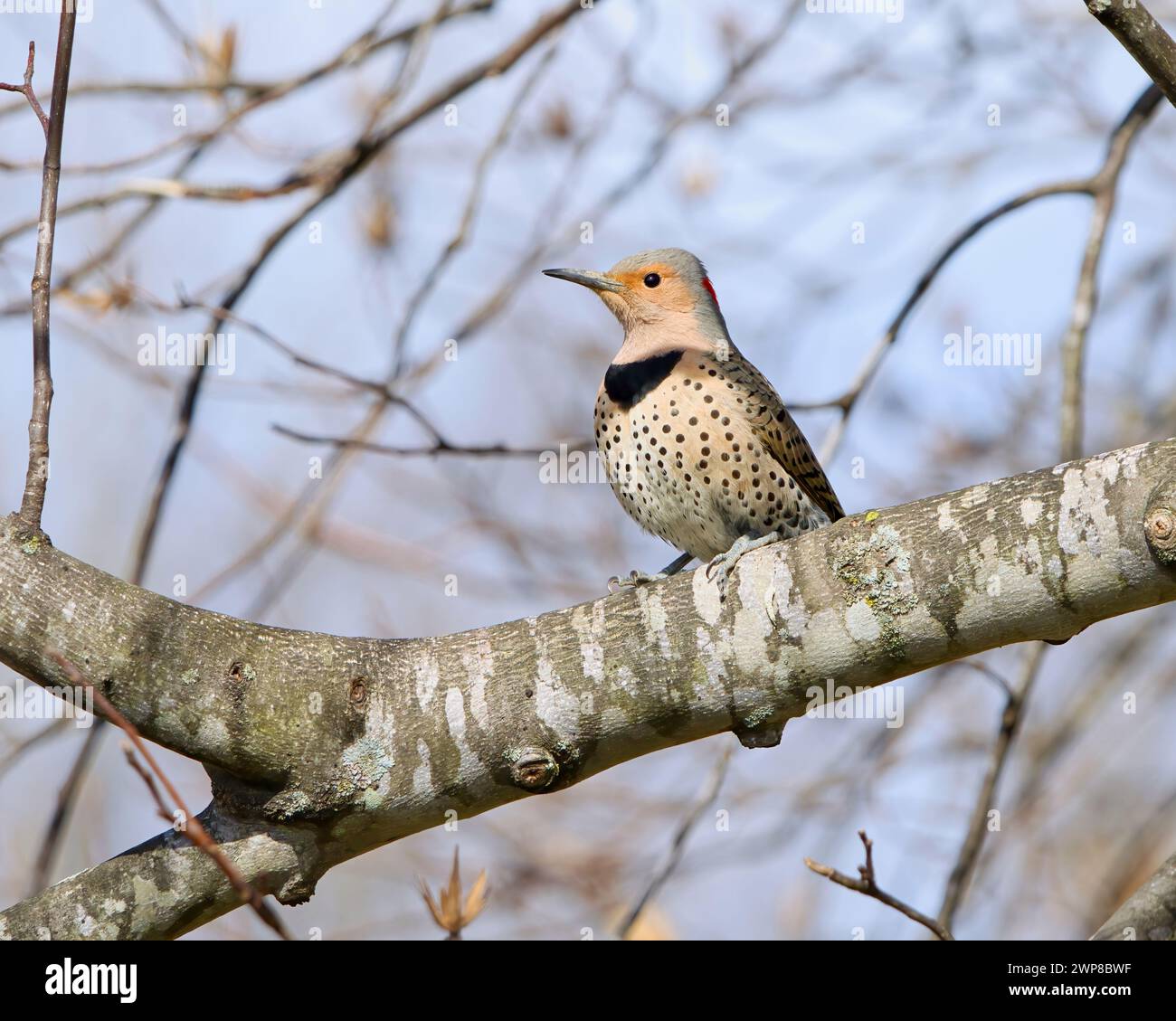 A Female Northern Flicker bird perched on a slender tree branch Stock ...