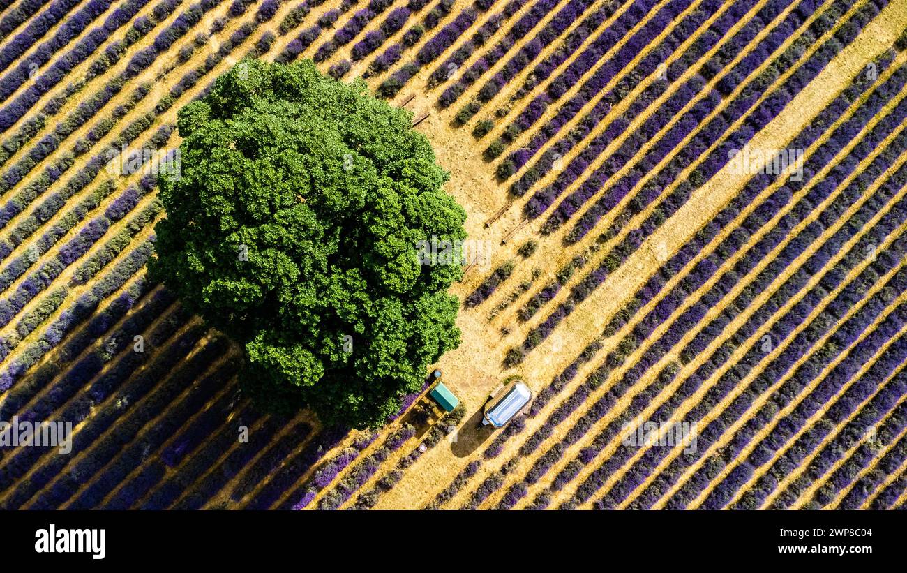 Top view lavender field landscape hi-res stock photography and images ...