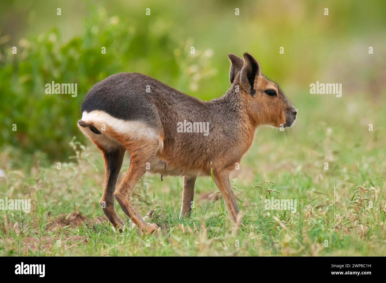 Patagonian cavi in grassland environment , La Pampa Province, Patagonia ...
