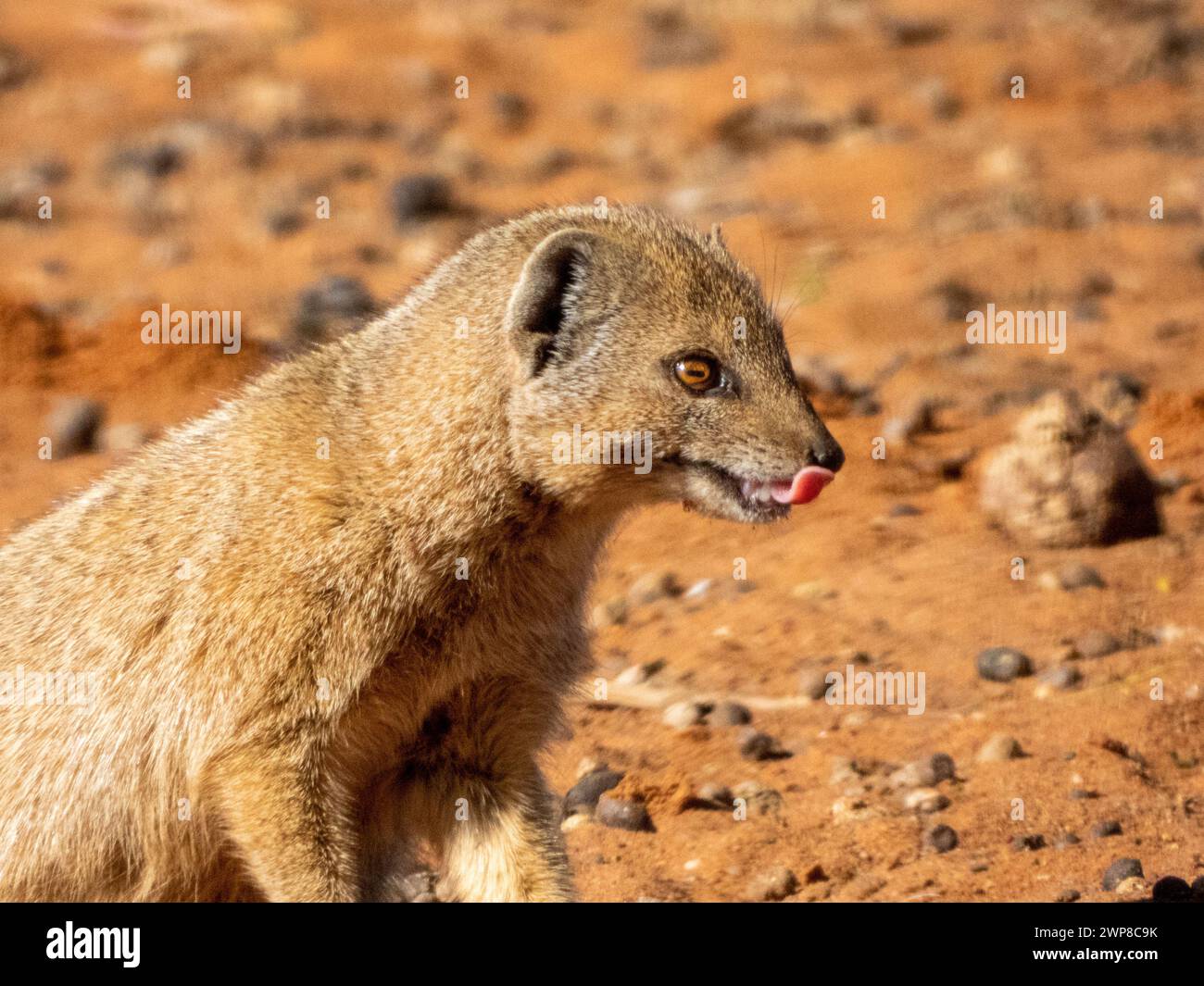 Close up ears lips hi-res stock photography and images - Alamy