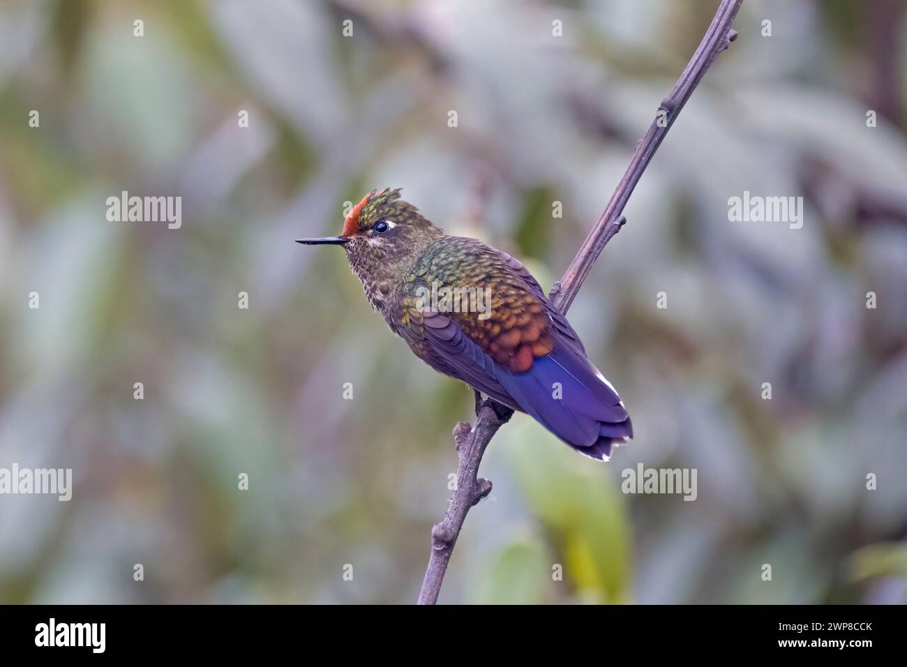Rainbow hummingbird hi-res stock photography and images - Alamy