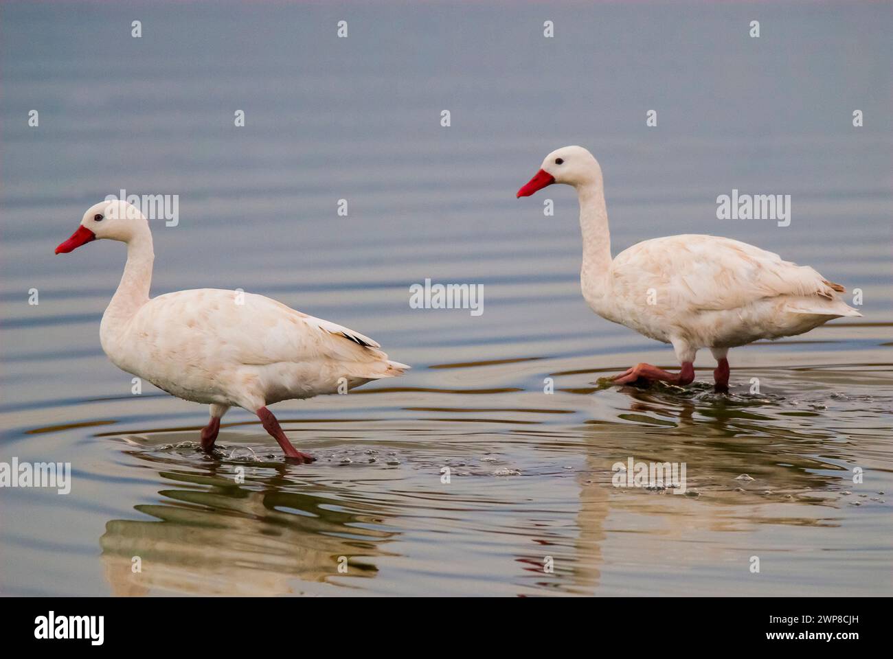 Coscoroba swan swimming in a lagoon , La Pampa Province, Patagonia ...