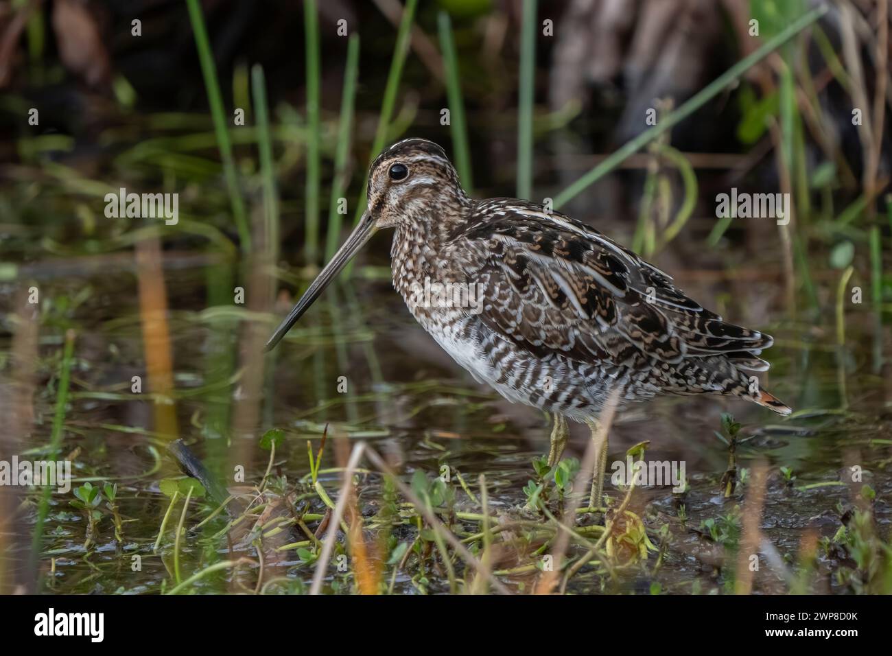 Majestic wading bird hi-res stock photography and images - Alamy