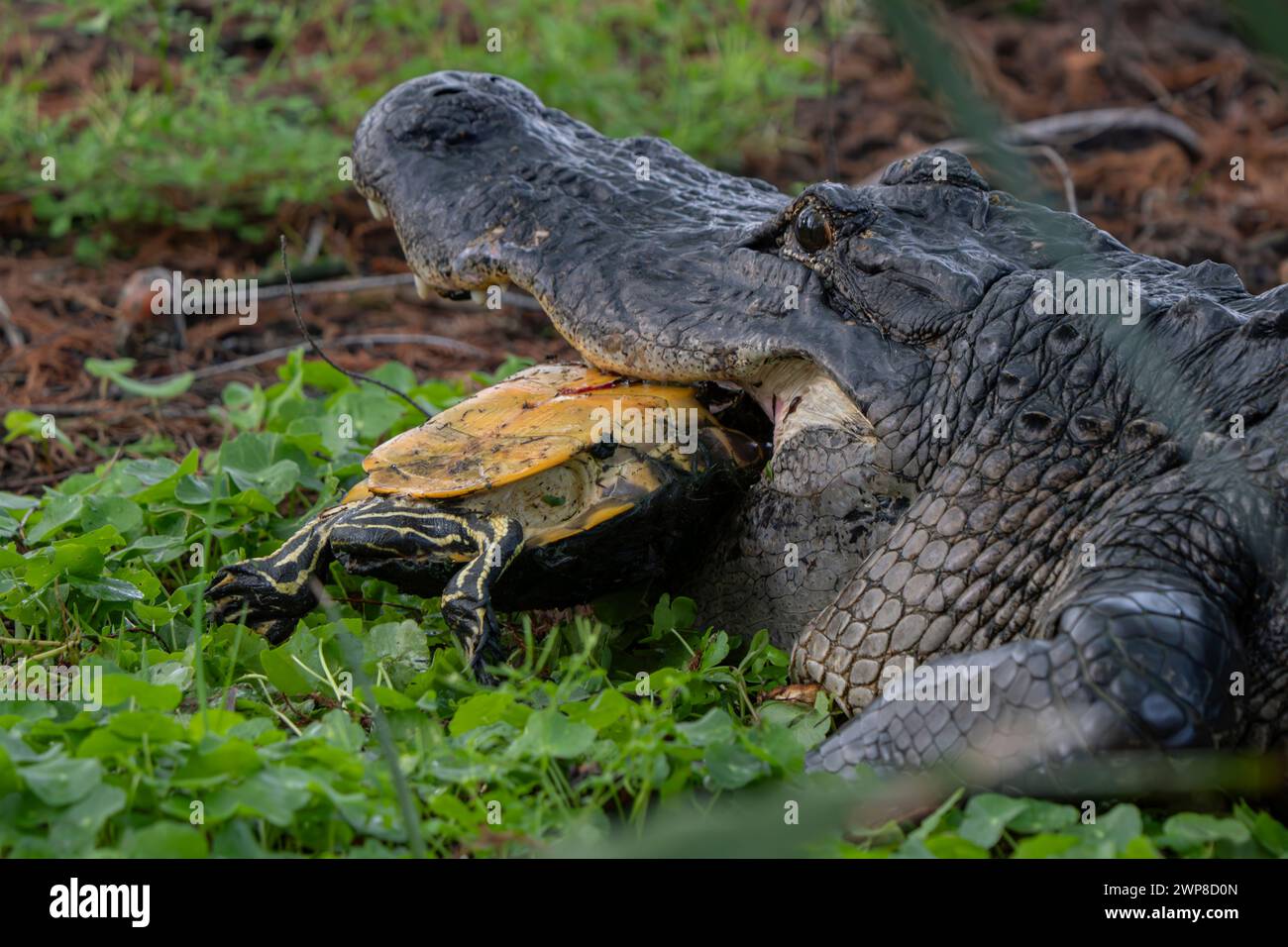 An alligator eating a turtle Stock Photo - Alamy