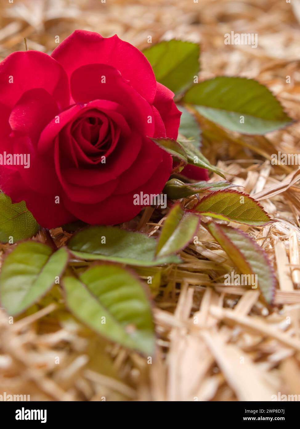 a red rose (rosa gallica) with leaves lies on straw Stock Photo - Alamy