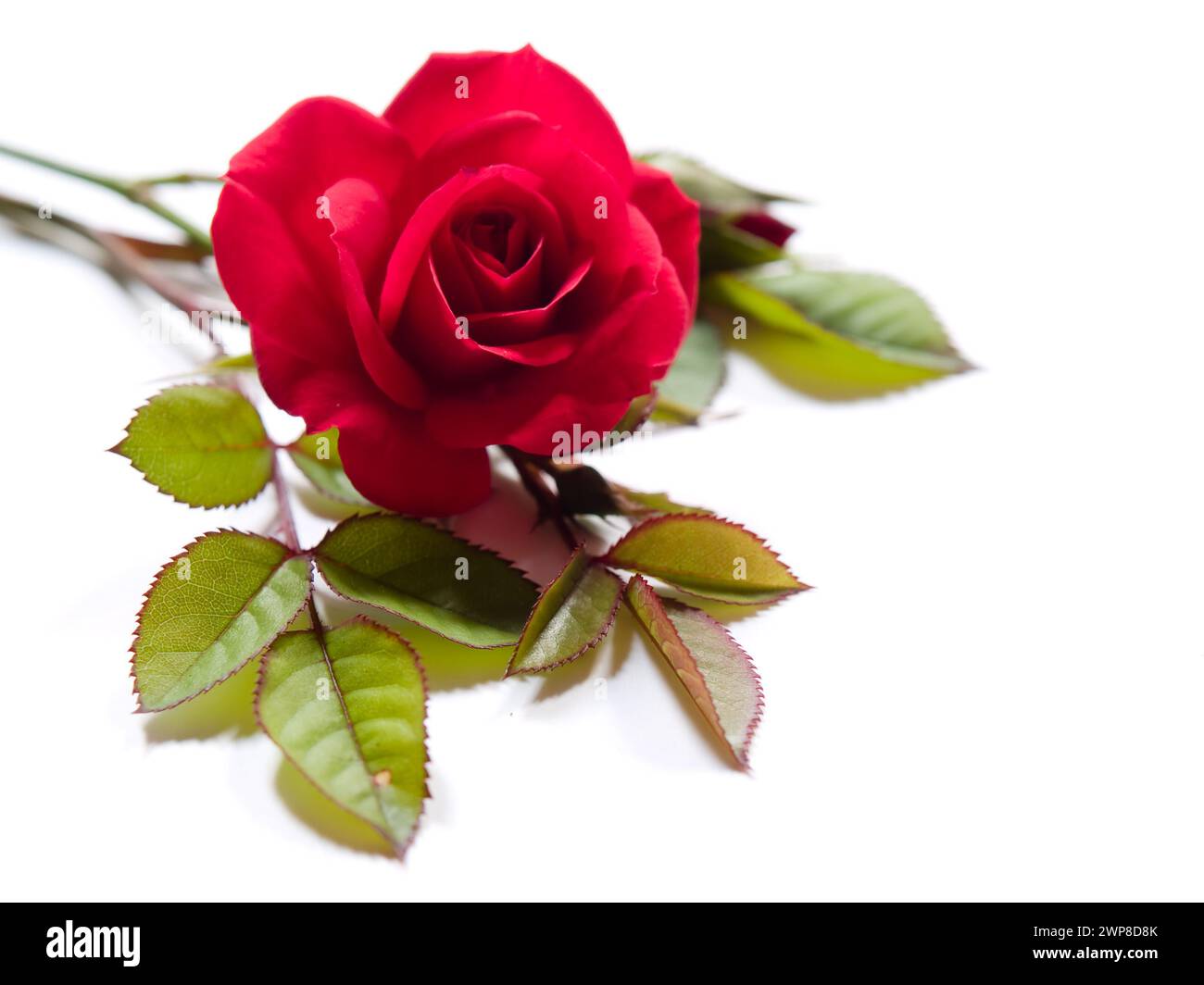 Bloomed pink rose green Cut Out Stock Images & Pictures - Alamy