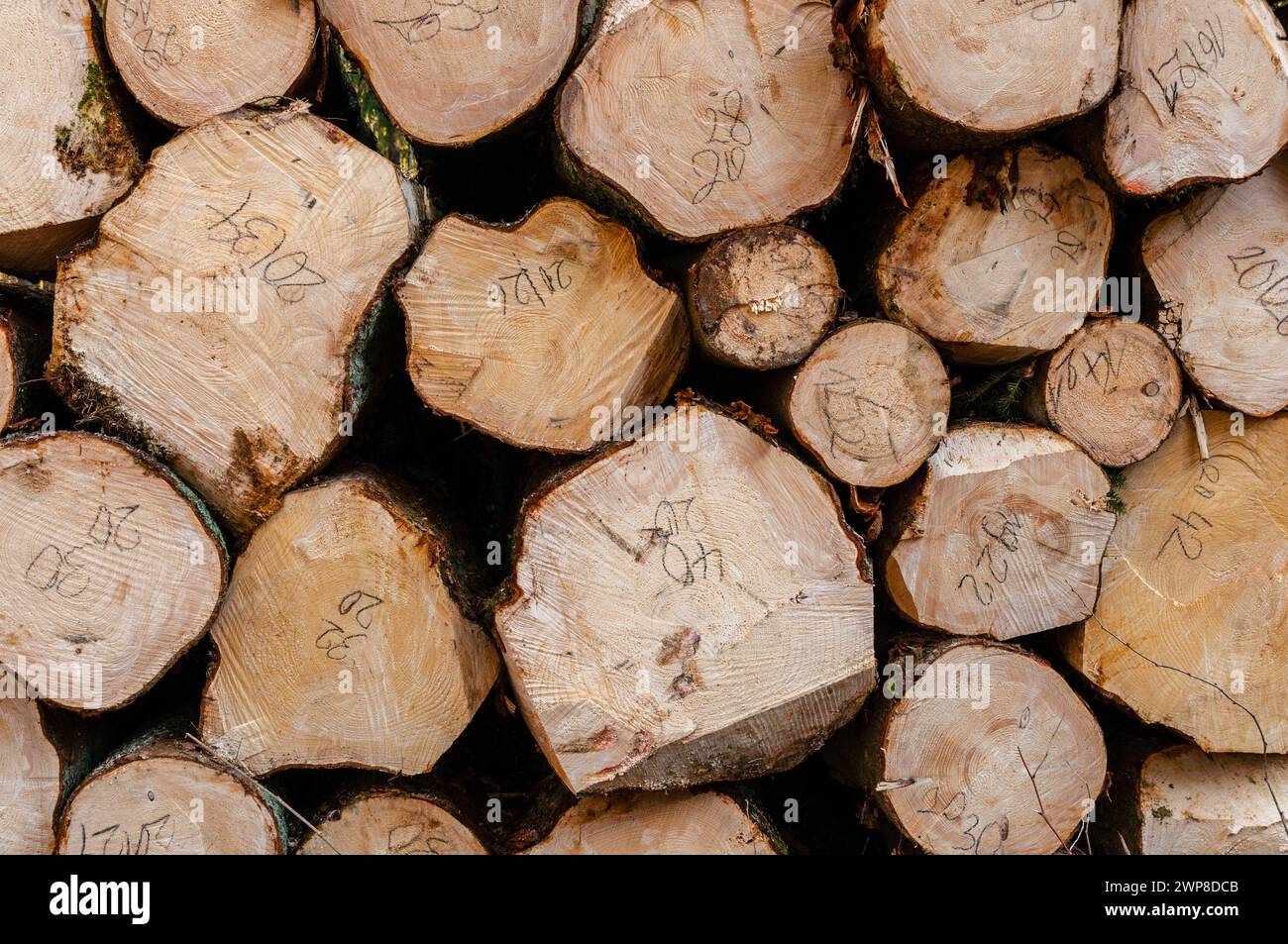 The Sawed tree trunks in a stack in Germany Stock Photo - Alamy