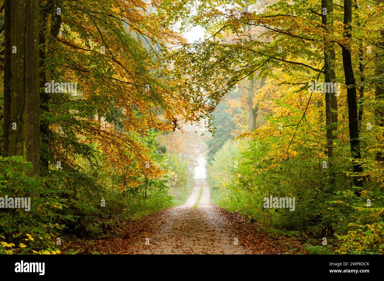 The Forest in fog with autumn beech leaves (Fagus sylvatica) and forest ...