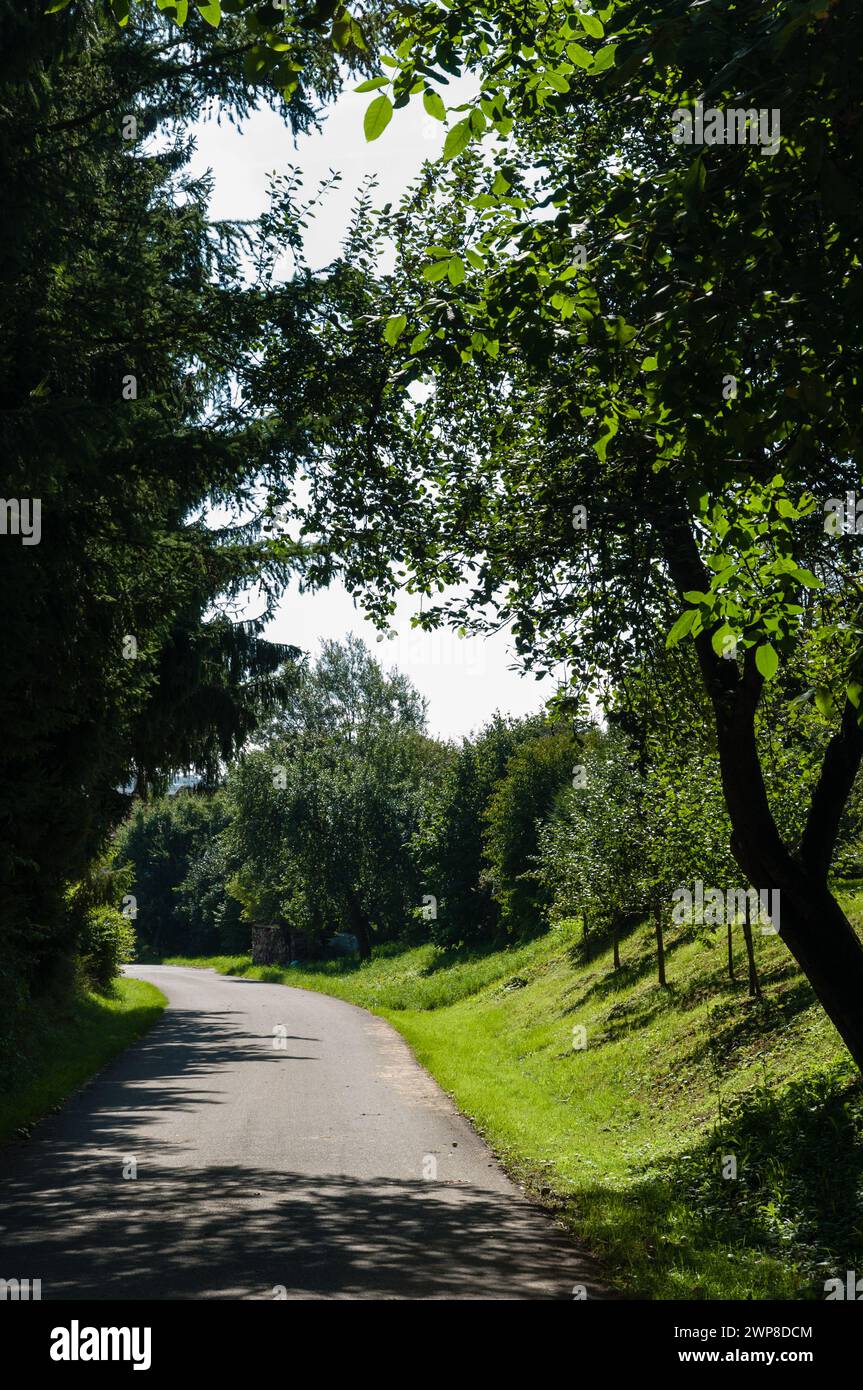 A tar road, with trees on the side Stock Photo - Alamy