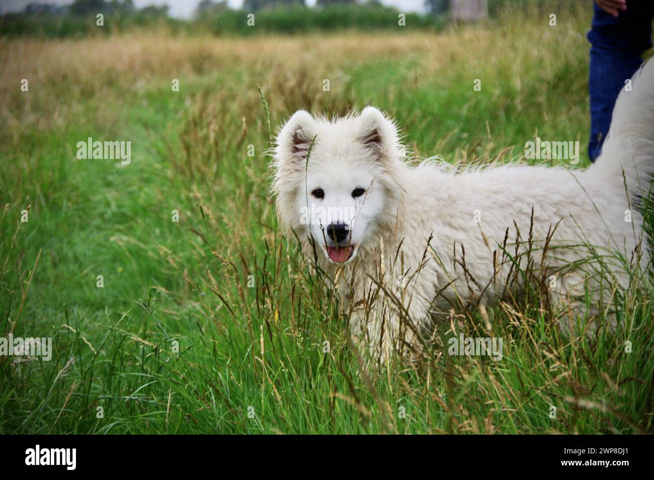 Two samoyeds hi-res stock photography and images - Alamy