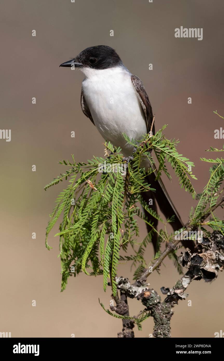 Fork tailed Flycatcher perched in forest, La Pampa Province, Patagonia ...