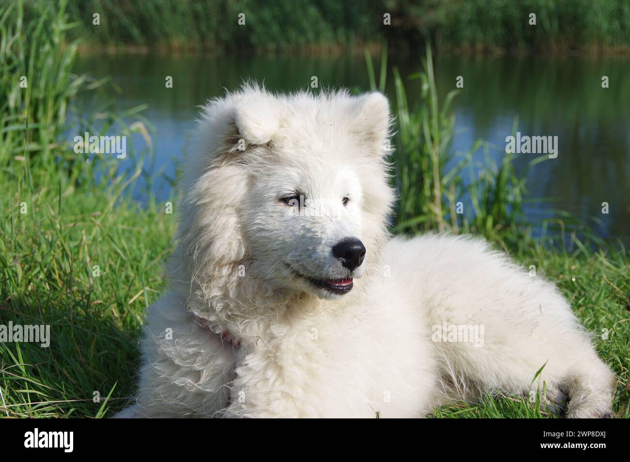 Two samoyeds hi-res stock photography and images - Alamy
