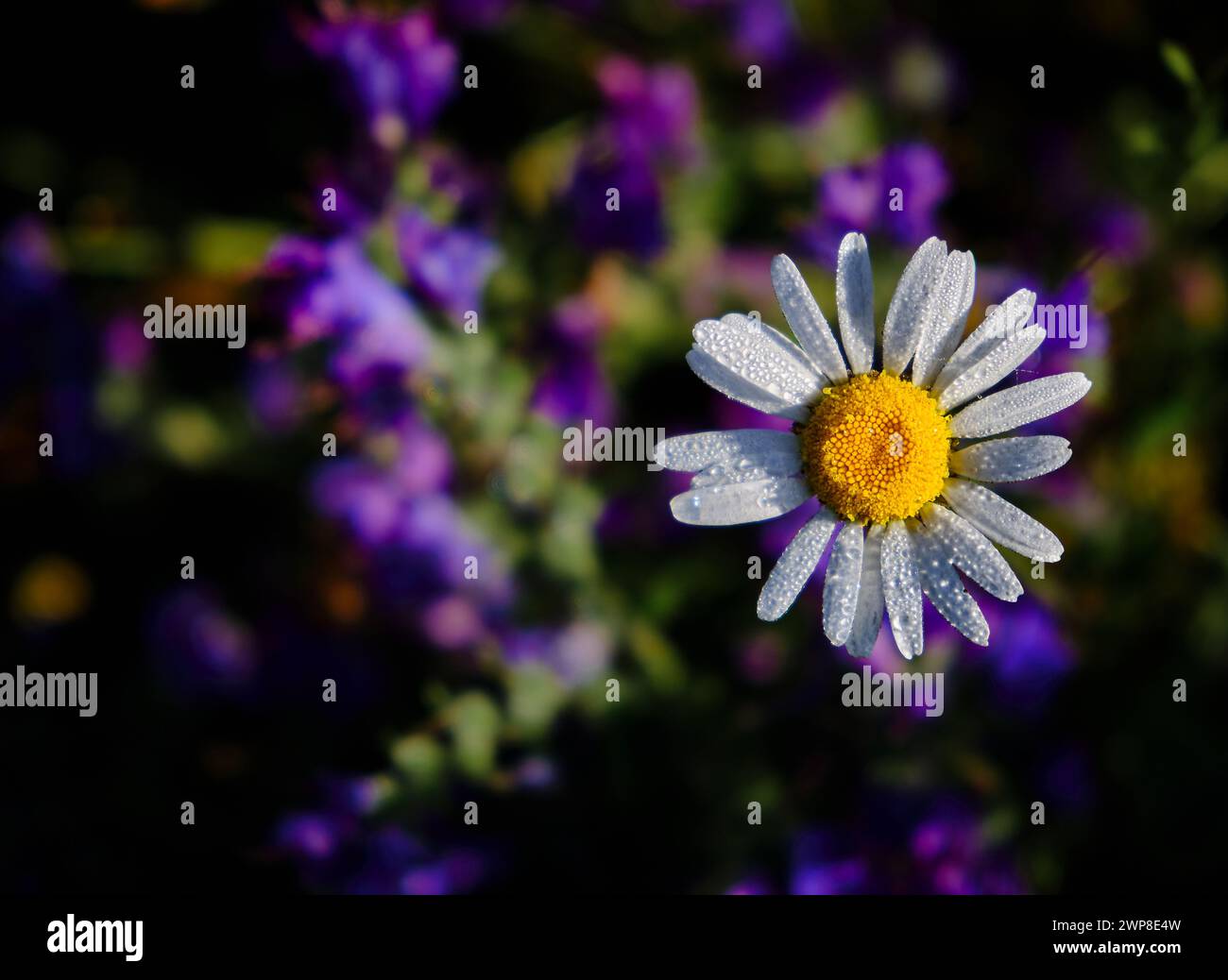 Striking flowers stands hi-res stock photography and images - Alamy