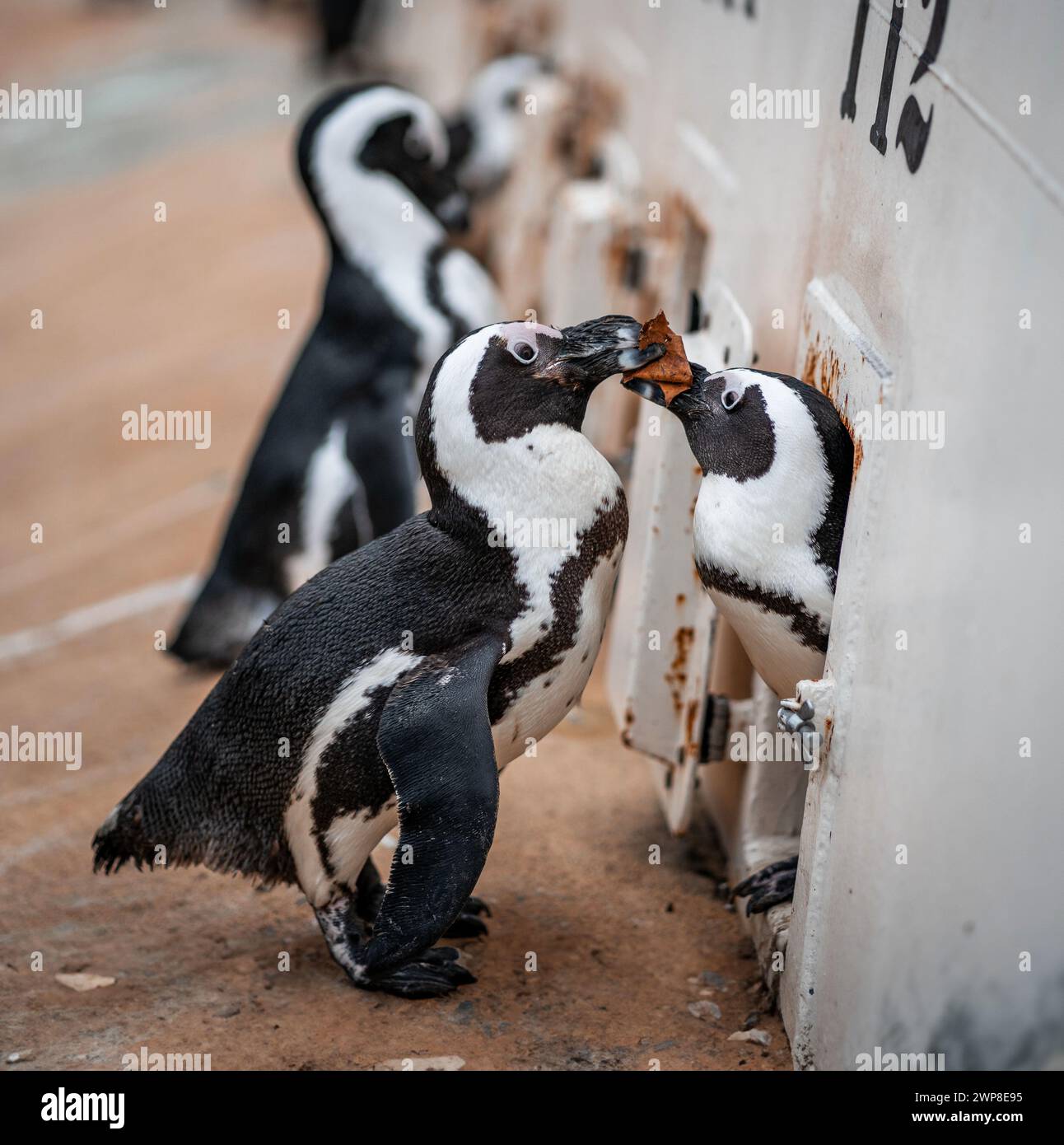 Trio of penguins hi-res stock photography and images - Alamy