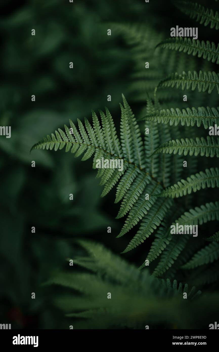 Fern in front of an open window with building in background Stock Photo ...