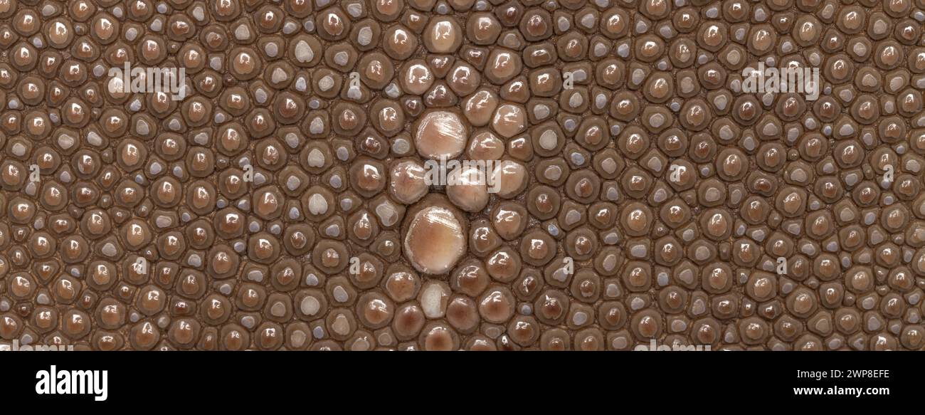 Stingray skin hi-res stock photography and images - Alamy
