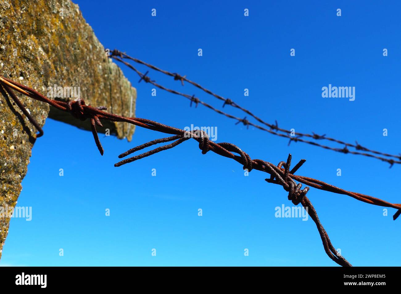 Barbed wire, double wire, metal tape with sharp spikes for barriers ...
