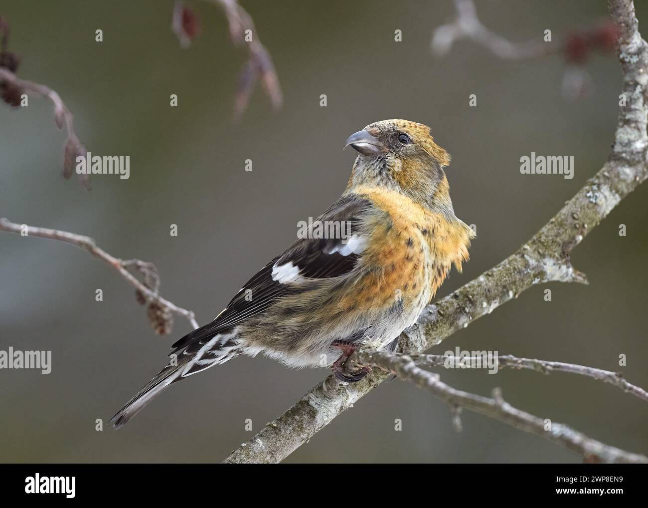 Female crossbill hi-res stock photography and images - Alamy