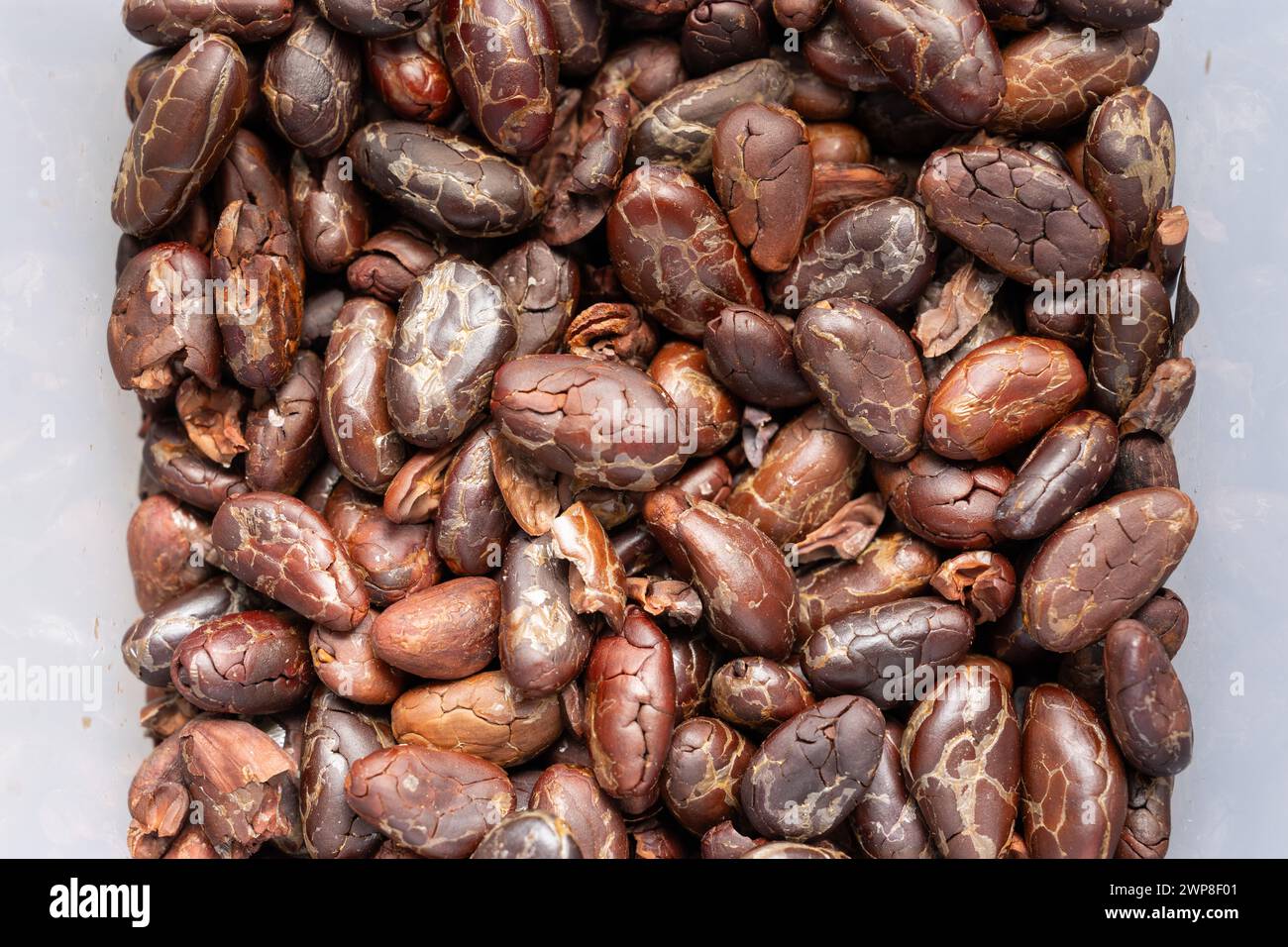 Cacao seeds after dry and toasted an ready to made chocolate Stock ...