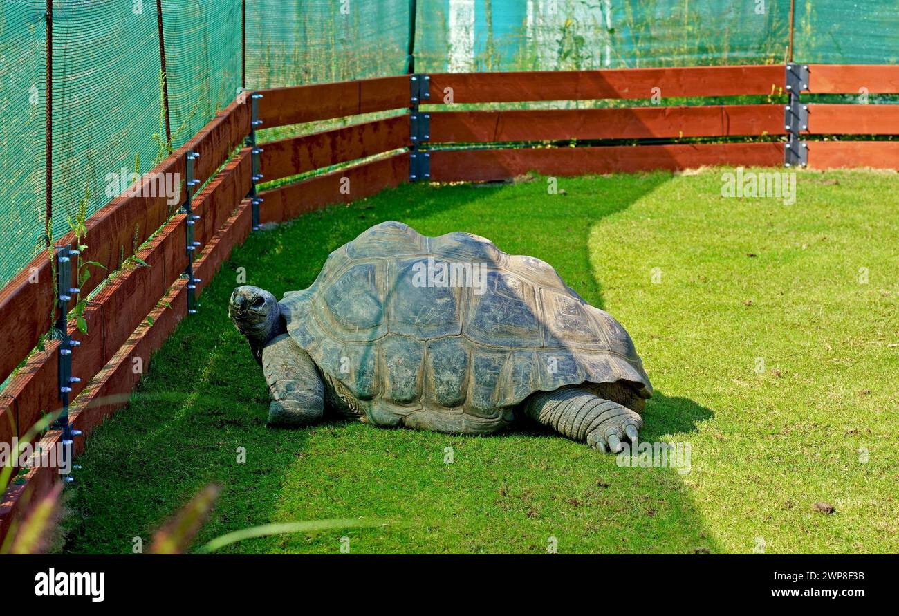 Large land turtle. On a green meadow there is a giant land turtle ...