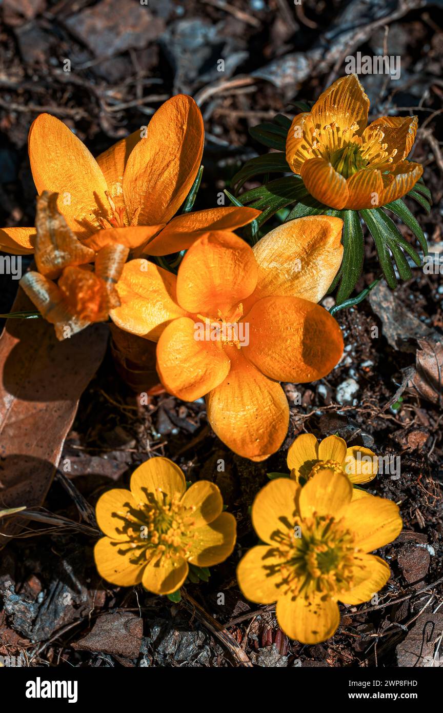 Orange saffron hi-res stock photography and images - Alamy