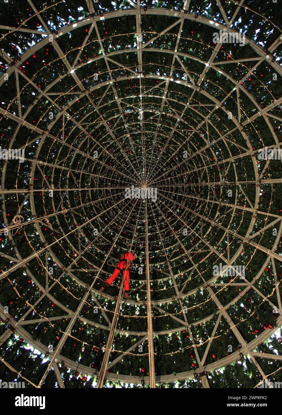 10/11/12 Photo taken looking up inside the giant tree, shows John Vasey ...