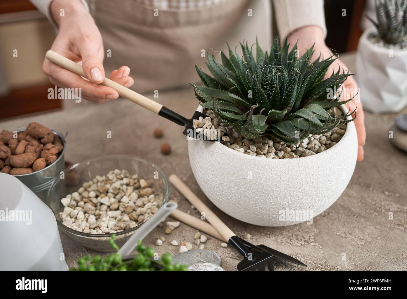 Woman adding soil to pot with Aloe Aristata house plant planted Stock ...