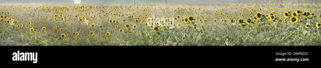Sunflowers put on a spectacular show every late summer throughout ...