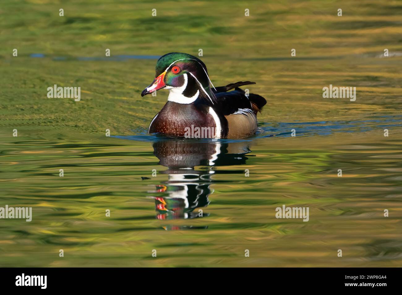 Red beak duck hi-res stock photography and images - Alamy