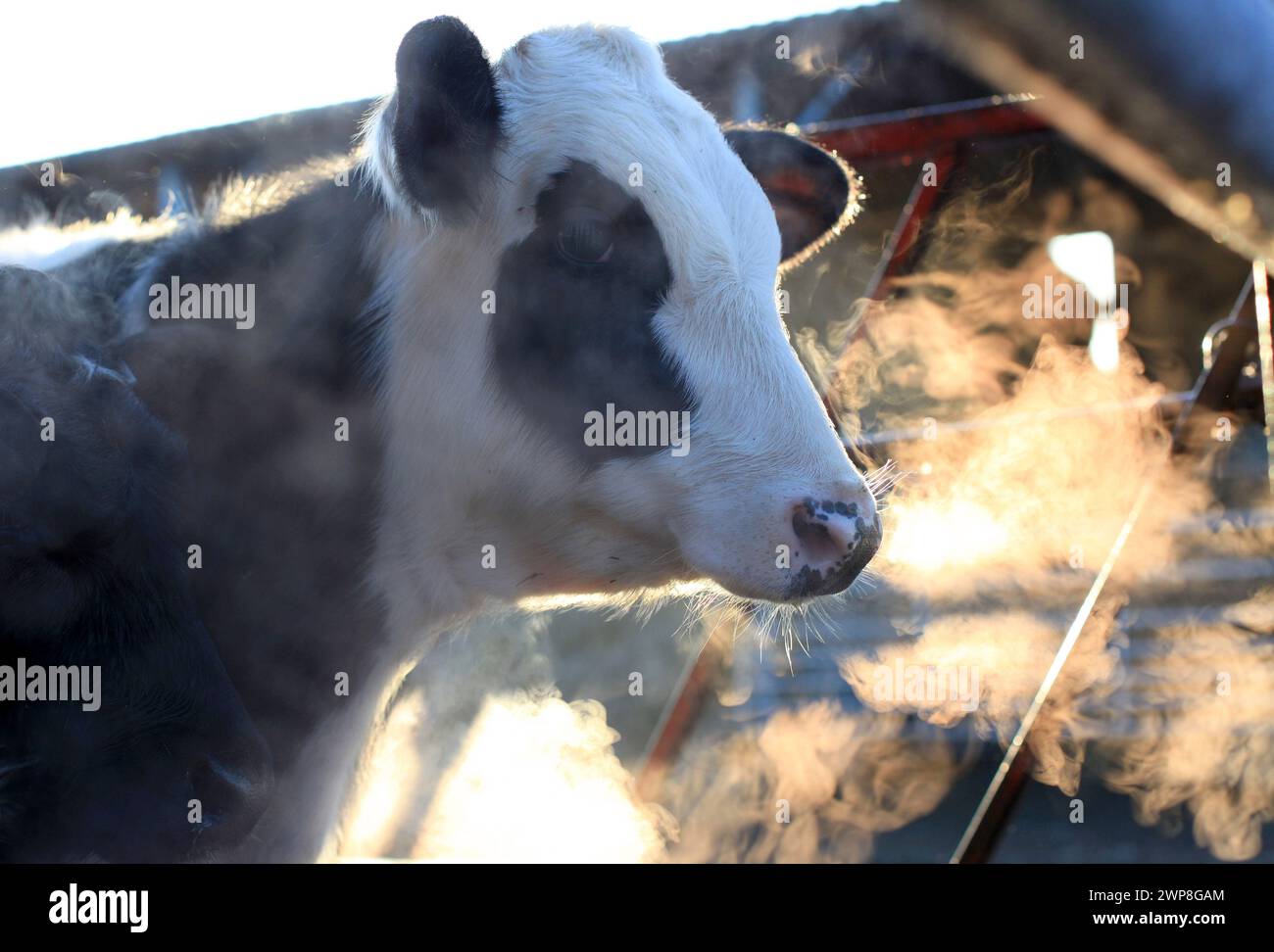 Bull calves hi-res stock photography and images - Alamy