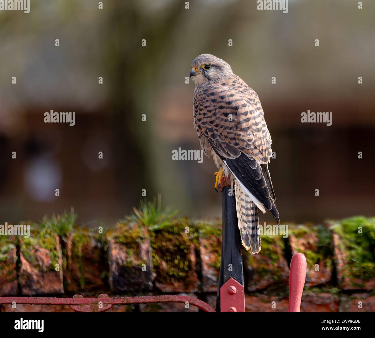 Kestrel perched wall hi-res stock photography and images - Alamy