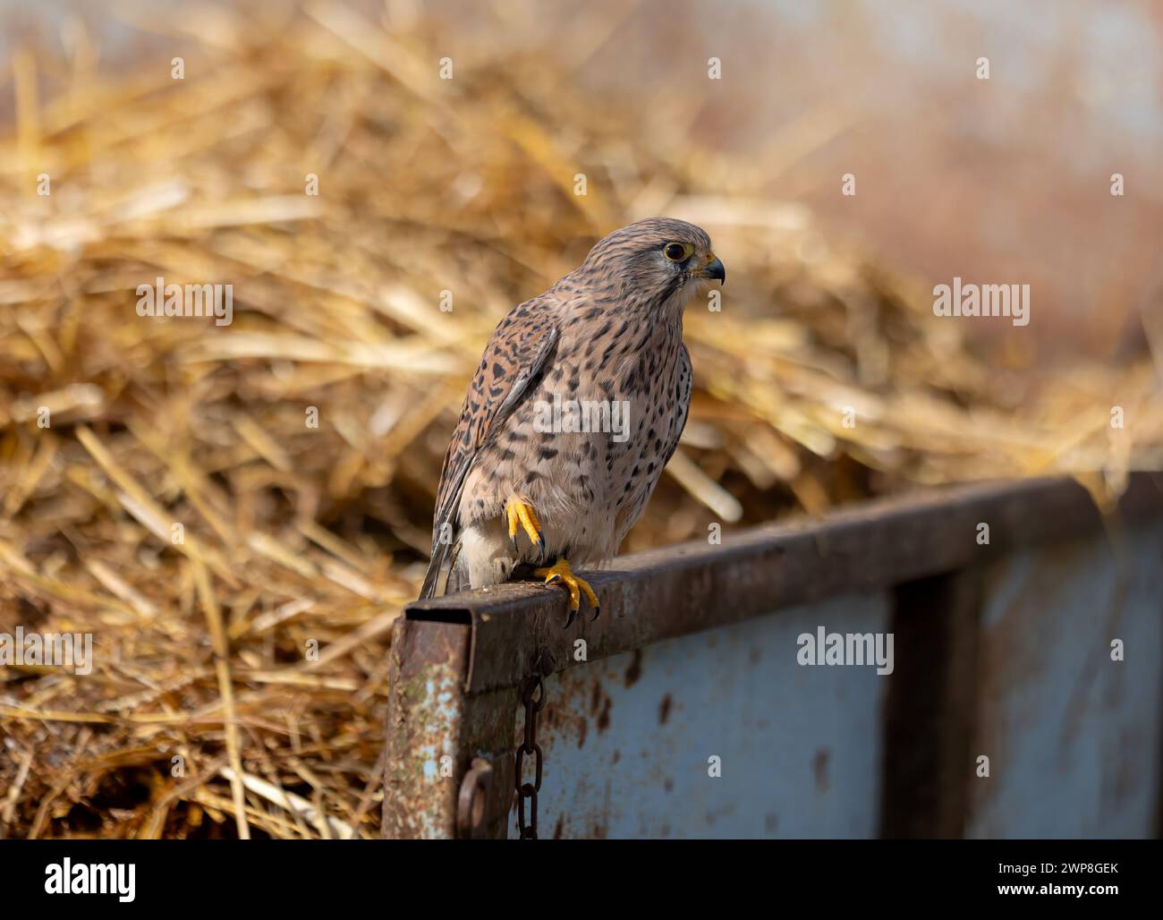 Kestrel on the lookout hi-res stock photography and images - Alamy