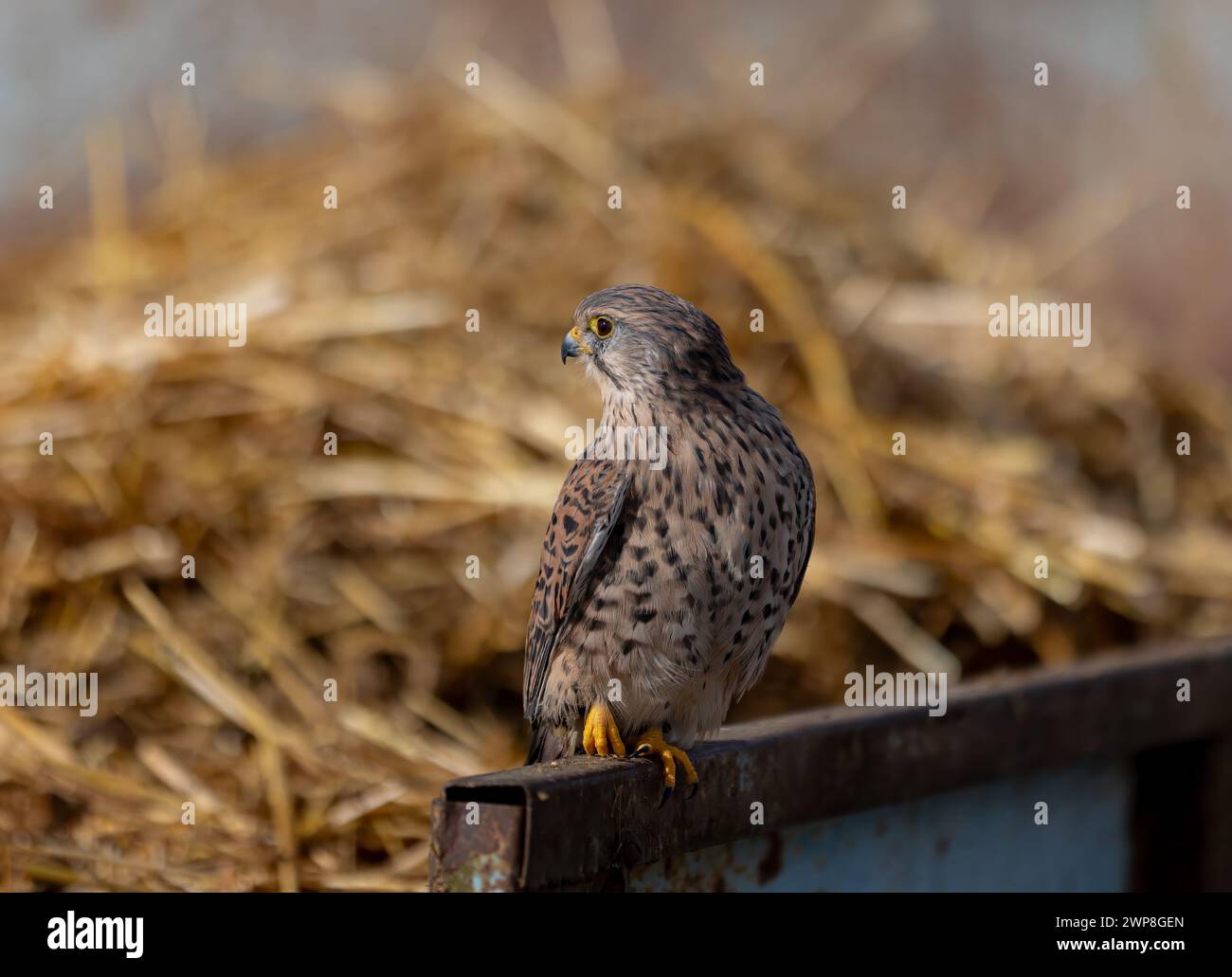 Kestrel on the lookout hi-res stock photography and images - Alamy