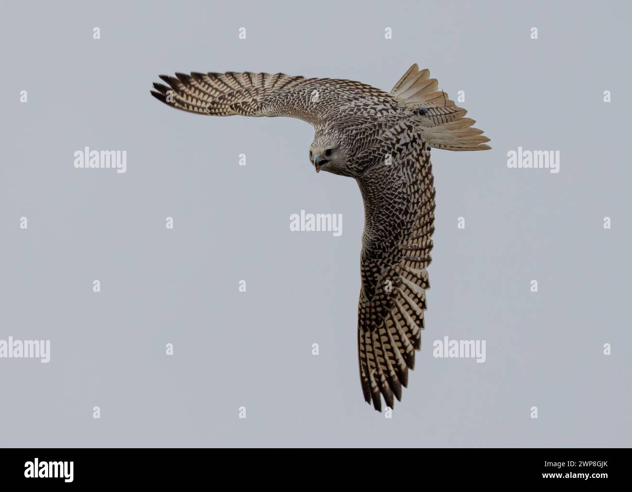 Gyrfalcon in flight hi-res stock photography and images - Alamy