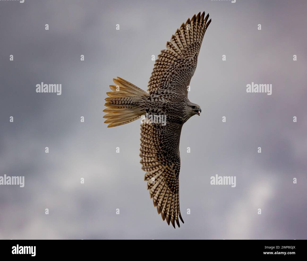 Gyrfalcon in flight hi-res stock photography and images - Alamy