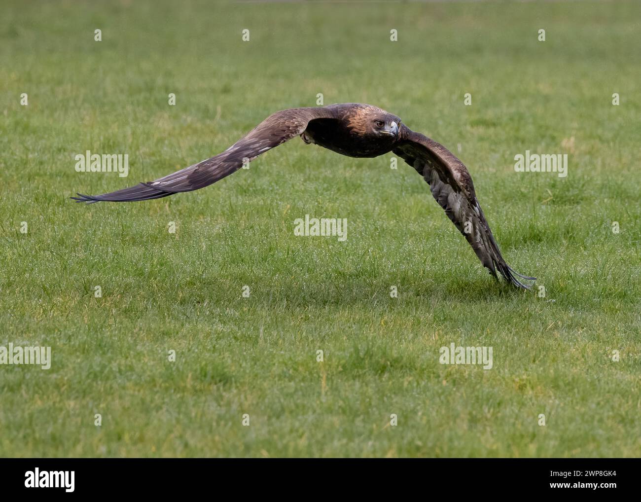 A majestic golden eagle flying above the green field Stock Photo - Alamy