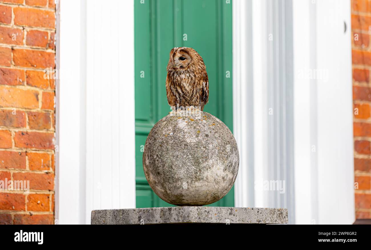 A tawny owl perched on a stone sphere in front of a residential ...